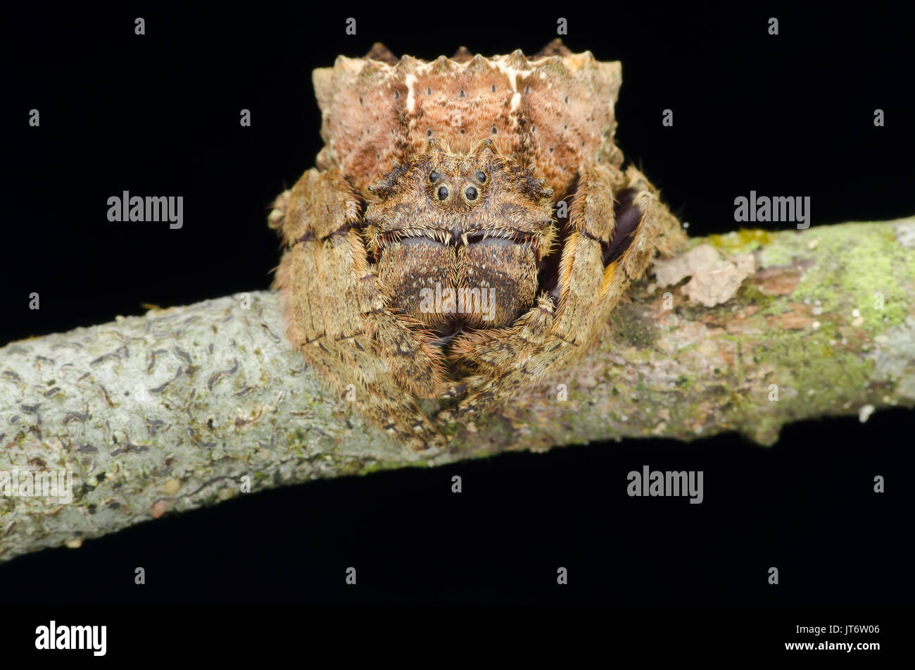 Broad-headed bark spider, Caerostris sp Stock Photo - Alamy