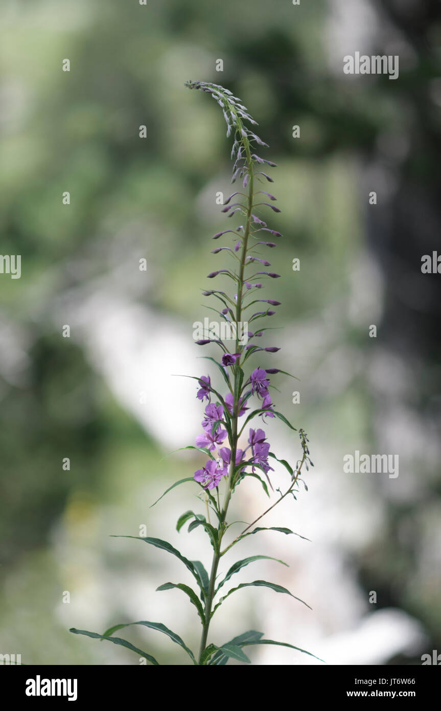 Calluna vulgaris (known as common heather, ling, or simply heather ...