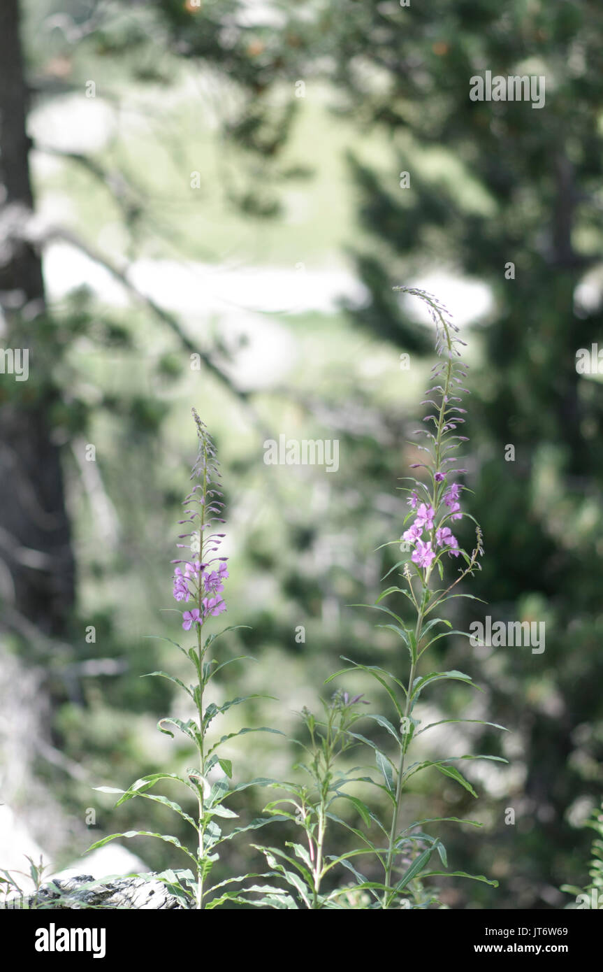 Calluna vulgaris (known as common heather, ling, or simply heather ...