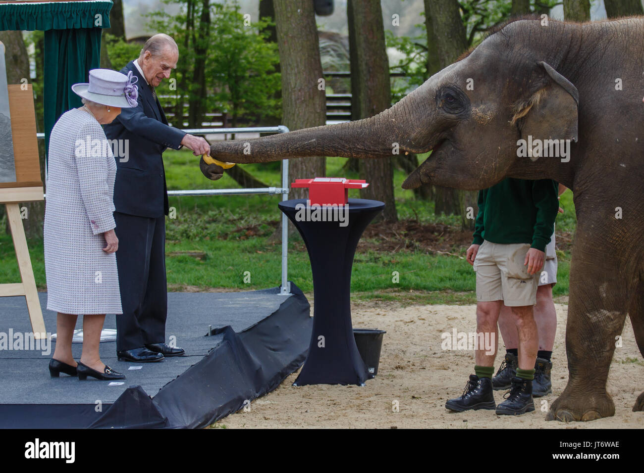Elephant eating banana hi-res stock photography and images - Alamy