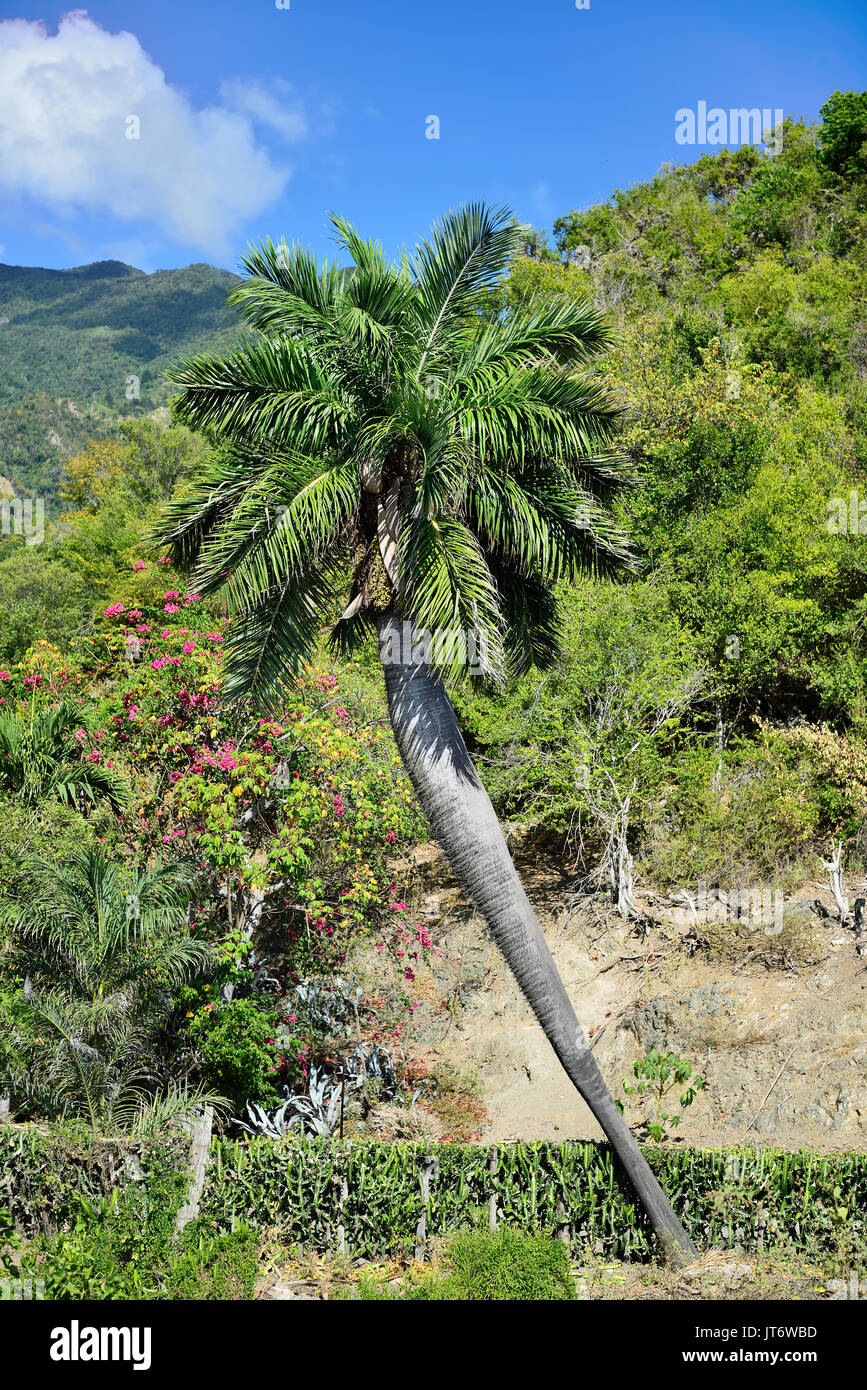 The trail for the highest peak on Cuba Pico Turquino being in a ...