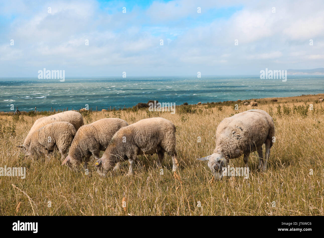 sheep next to the sea Stock Photo - Alamy