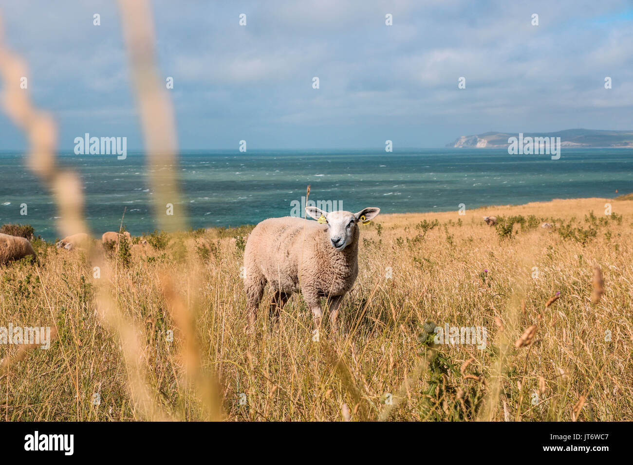 sheep next to the sea Stock Photo - Alamy