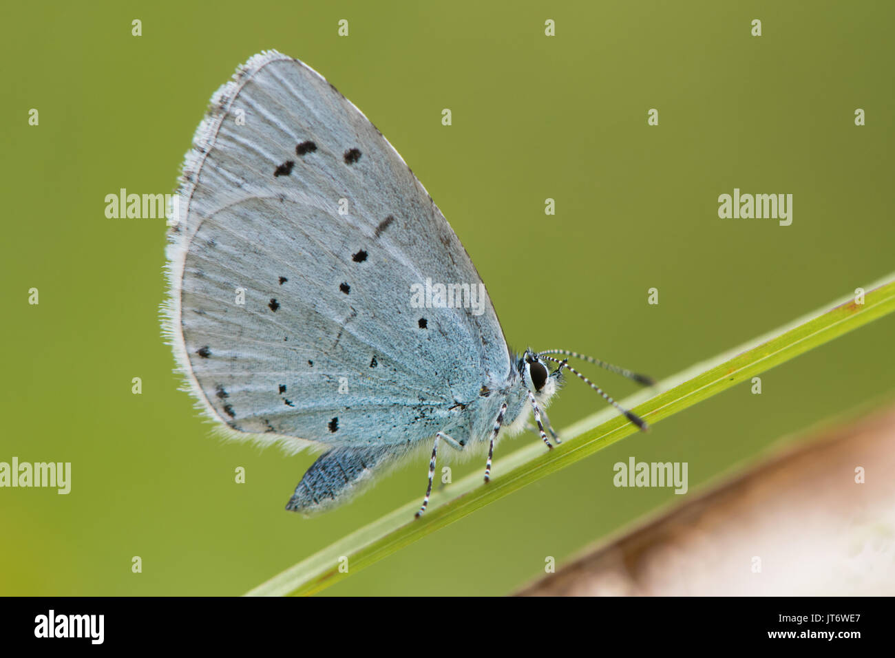 Holly blue (Celastrina argiolus) at rest on grass. Female British ...
