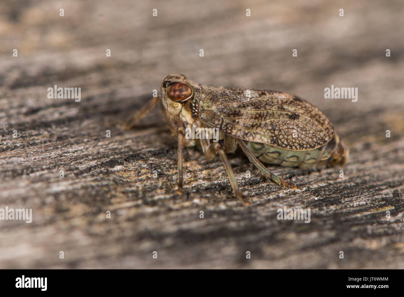 Issus coleoptratus planthopper bug in profile. British insect in the ...