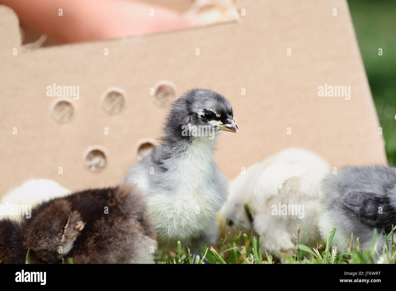 Adorable close up little chickens hi-res stock photography and images ...