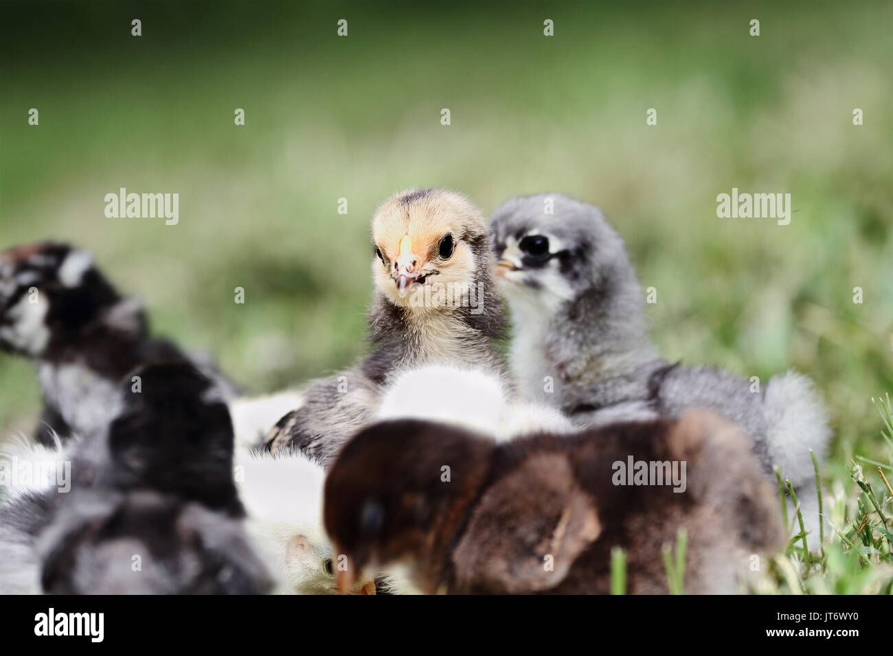Baby Buff Brahma chick free ranging with other mixed chicks outdoors in ...
