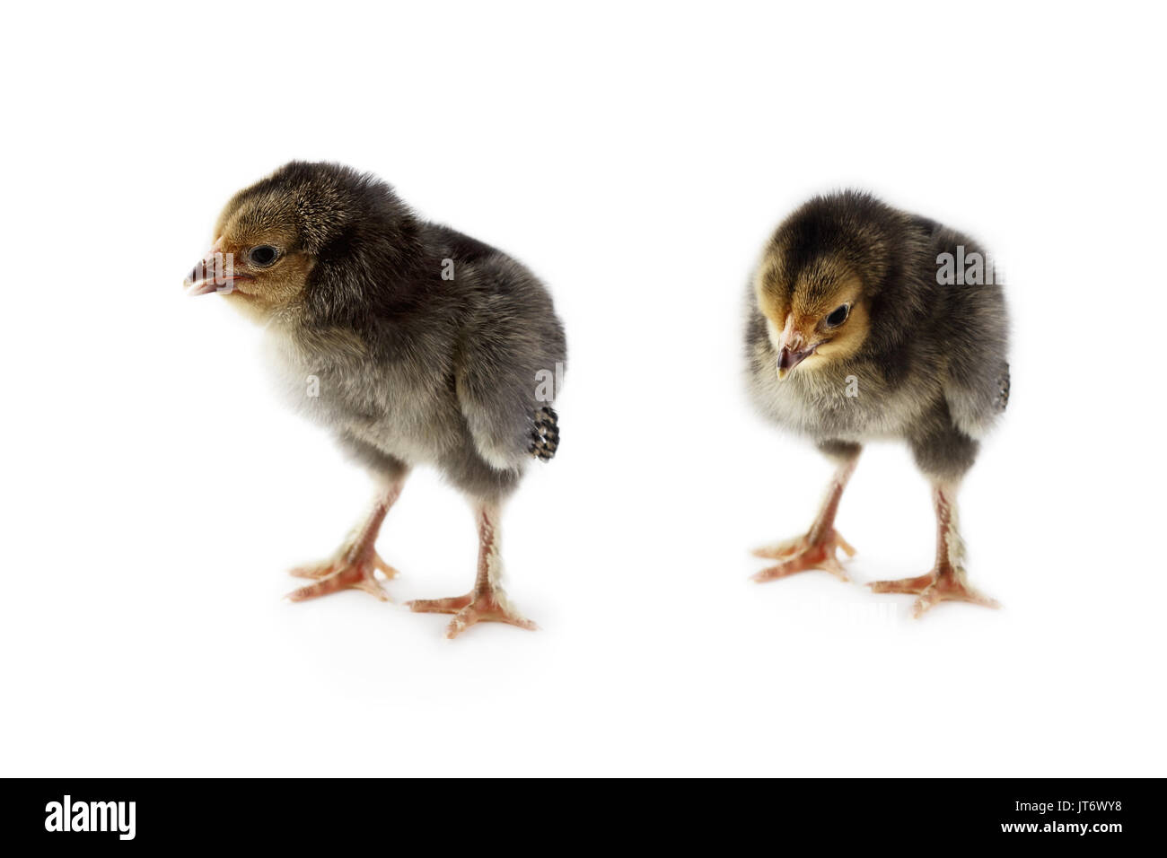 Pair of new born baby chicks, Buff Brahmas, isolated on a white ...