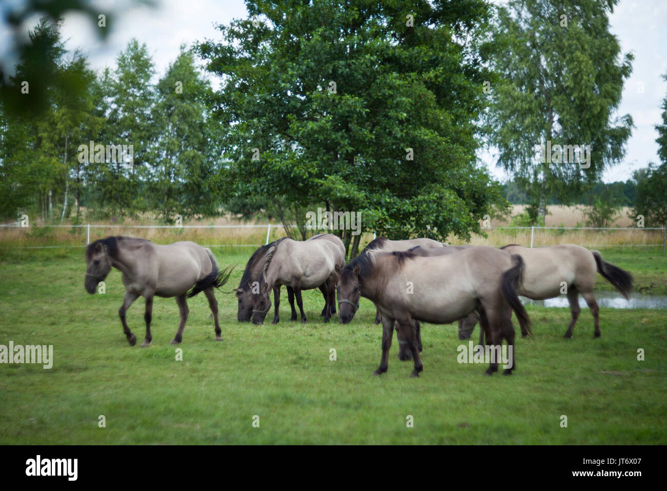 Polish primitive horses on the meadow Stock Photo - Alamy