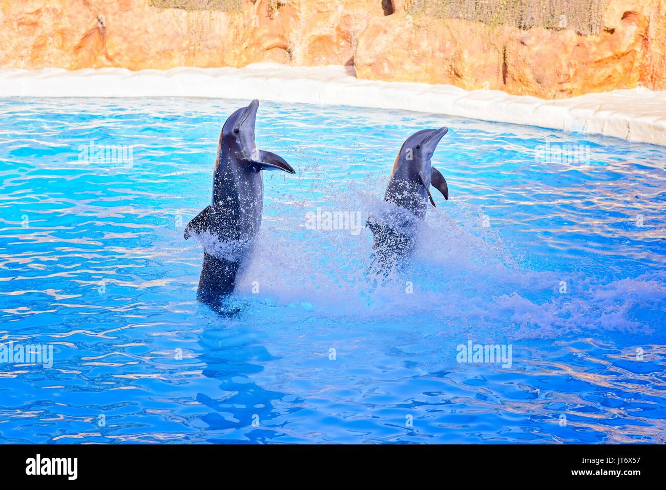 Dolphin tricks hi-res stock photography and images - Alamy