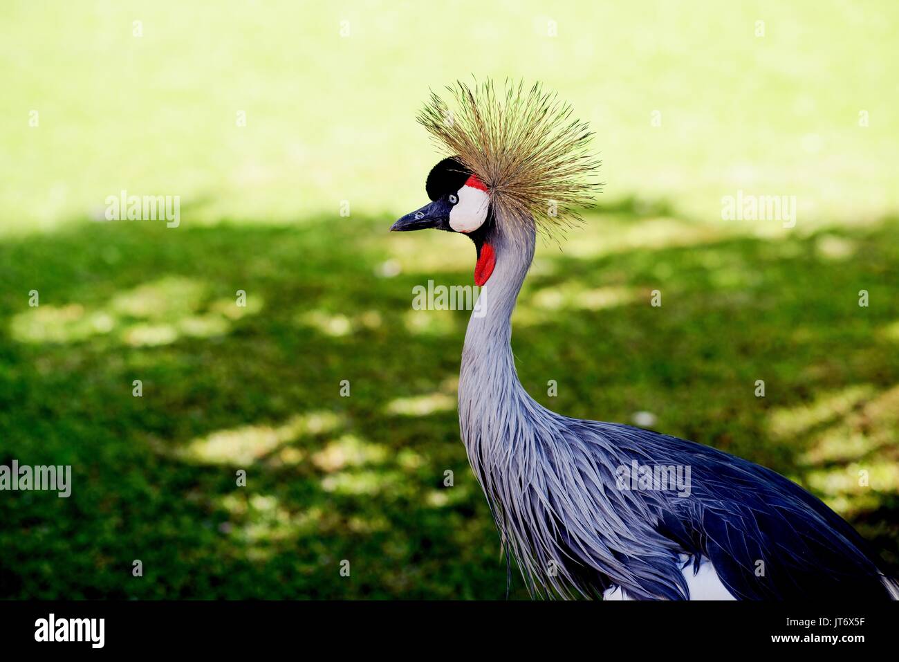 Most beautiful crane hi-res stock photography and images - Alamy
