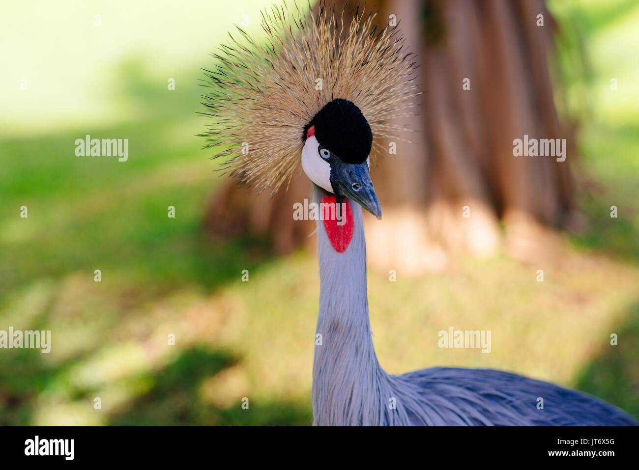 Most beautiful crane hi-res stock photography and images - Alamy