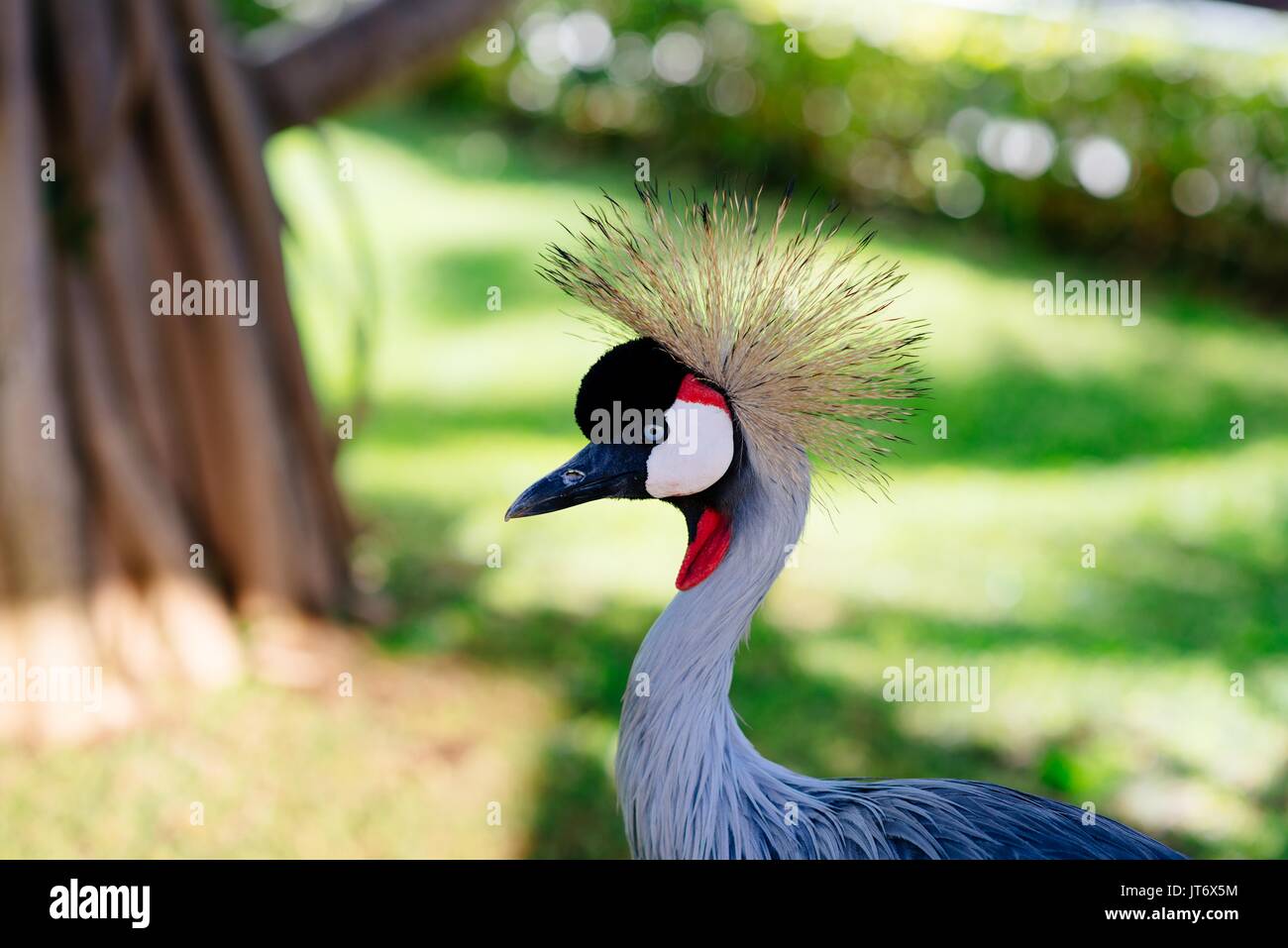 Most beautiful crane hi-res stock photography and images - Alamy