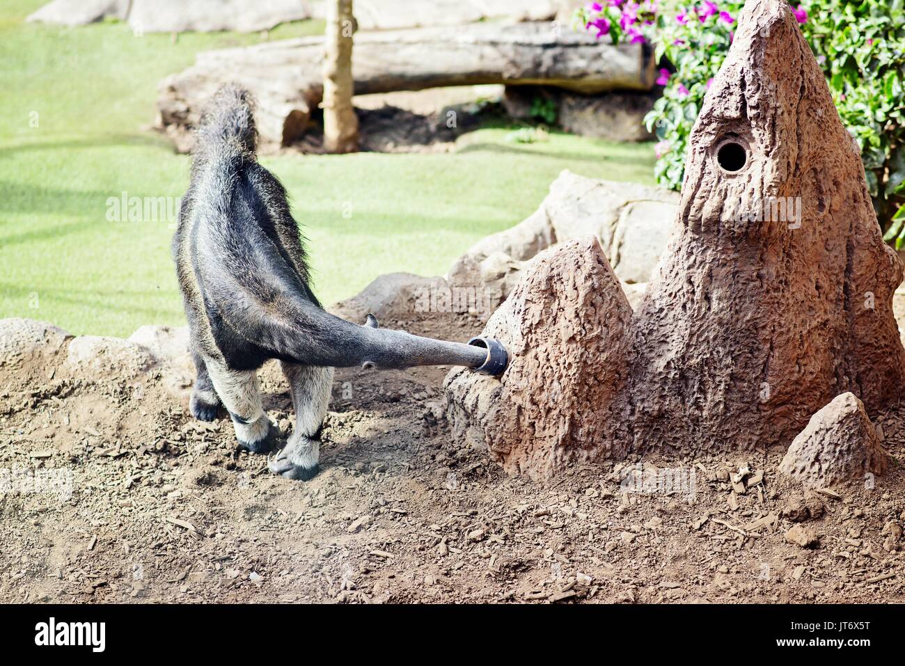 Grey ant-eater looking for ants at the sunny day Stock Photo - Alamy