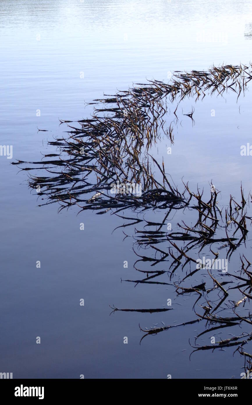 Emerging branches hi-res stock photography and images - Alamy