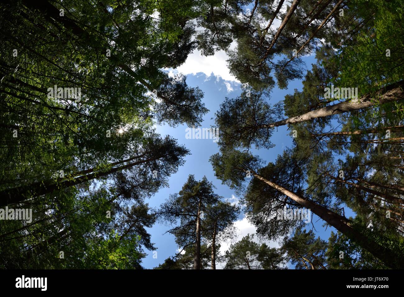 Ground from tree bark hi-res stock photography and images - Alamy