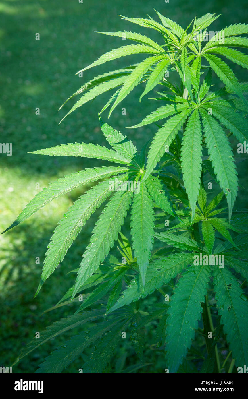 Cannabis sativa, indica, marihuana, hemp, ganja, plant Stock Photo - Alamy