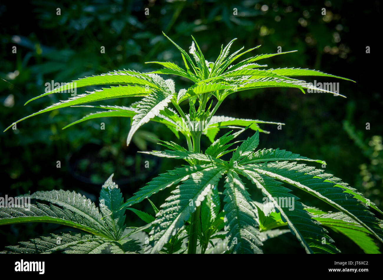 Cannabis sativa, indica, marihuana, hemp, ganja, plant Stock Photo - Alamy