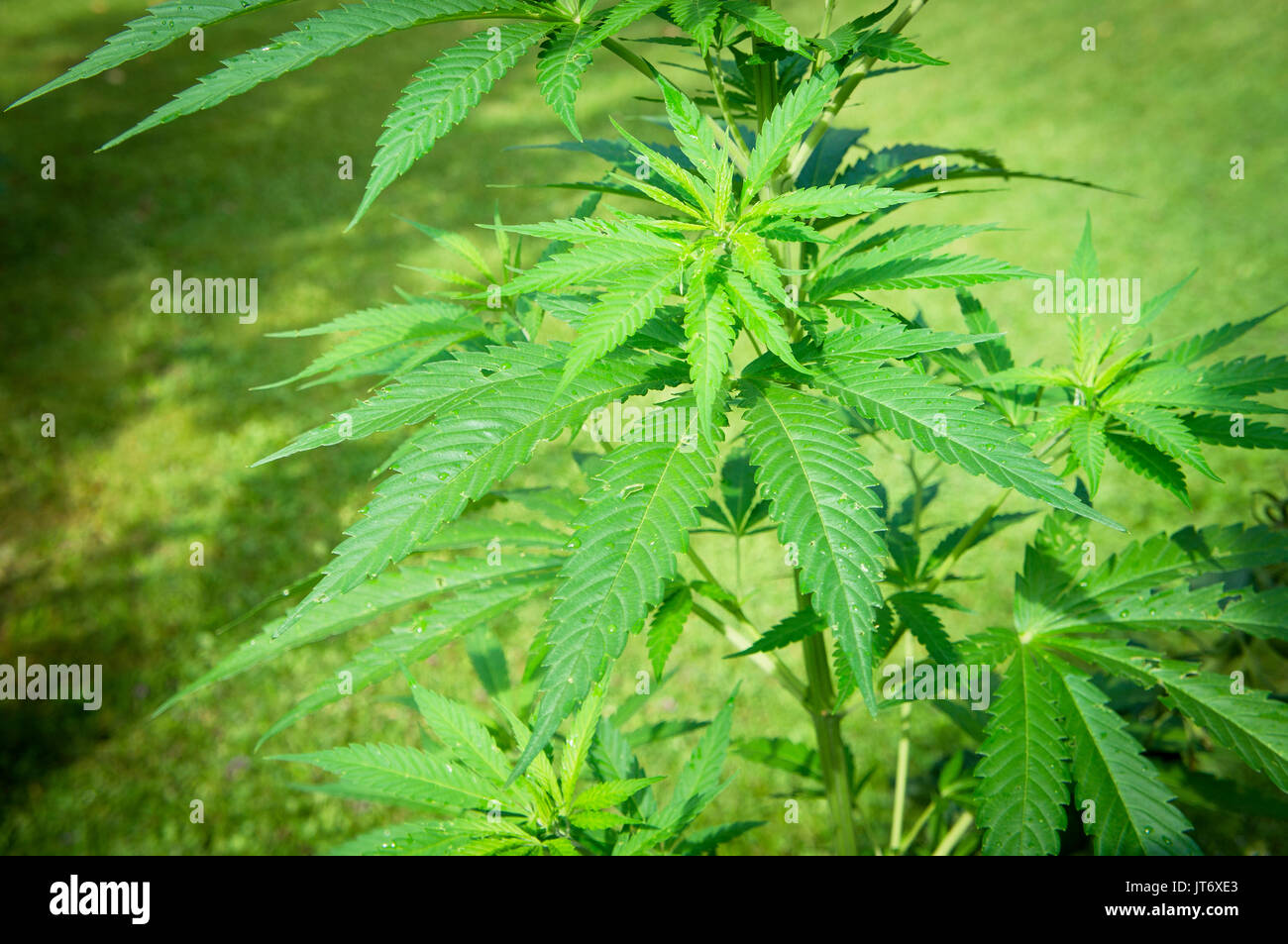Ganja plant hi-res stock photography and images - Alamy