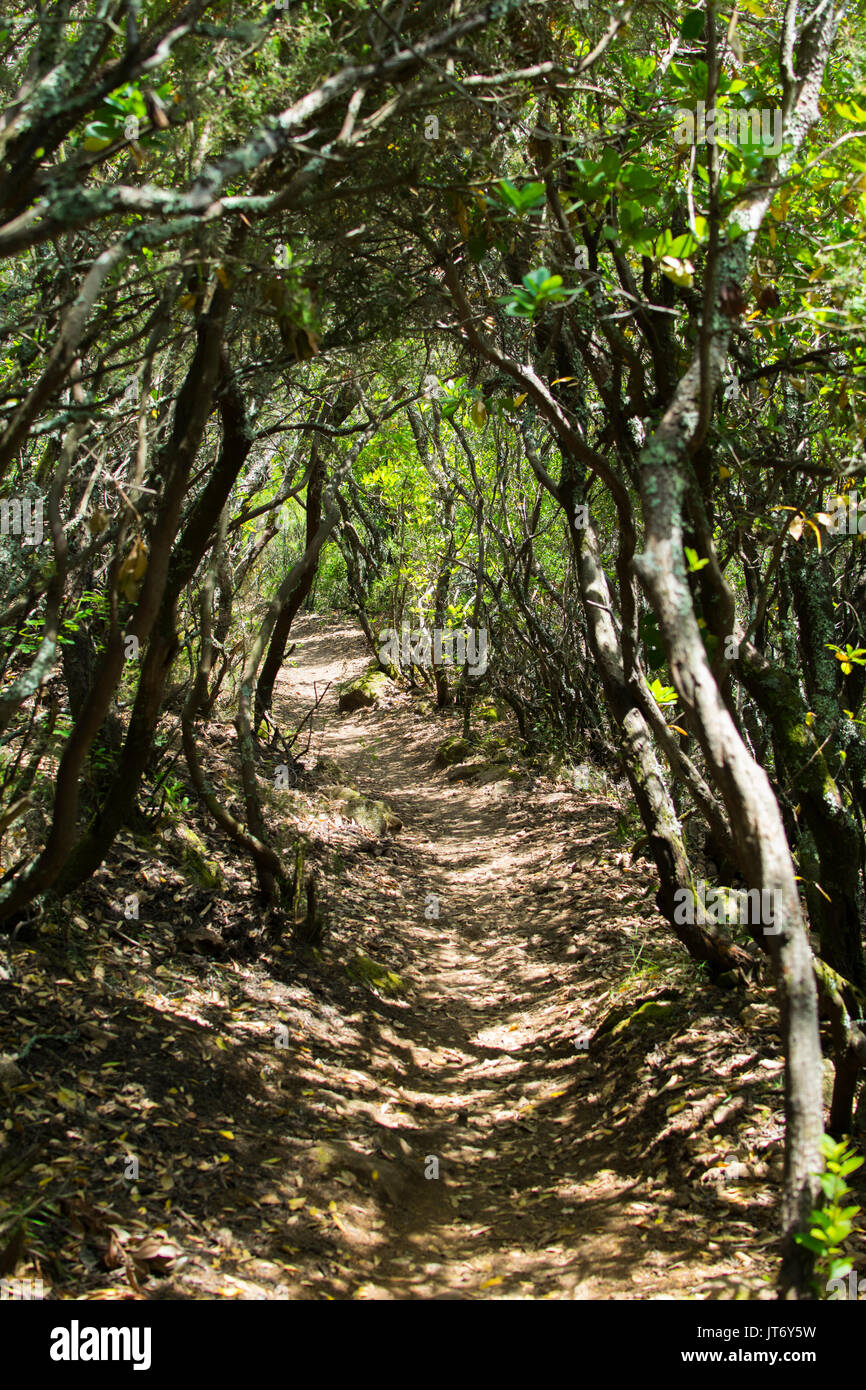 Dark woods trail hi-res stock photography and images - Alamy