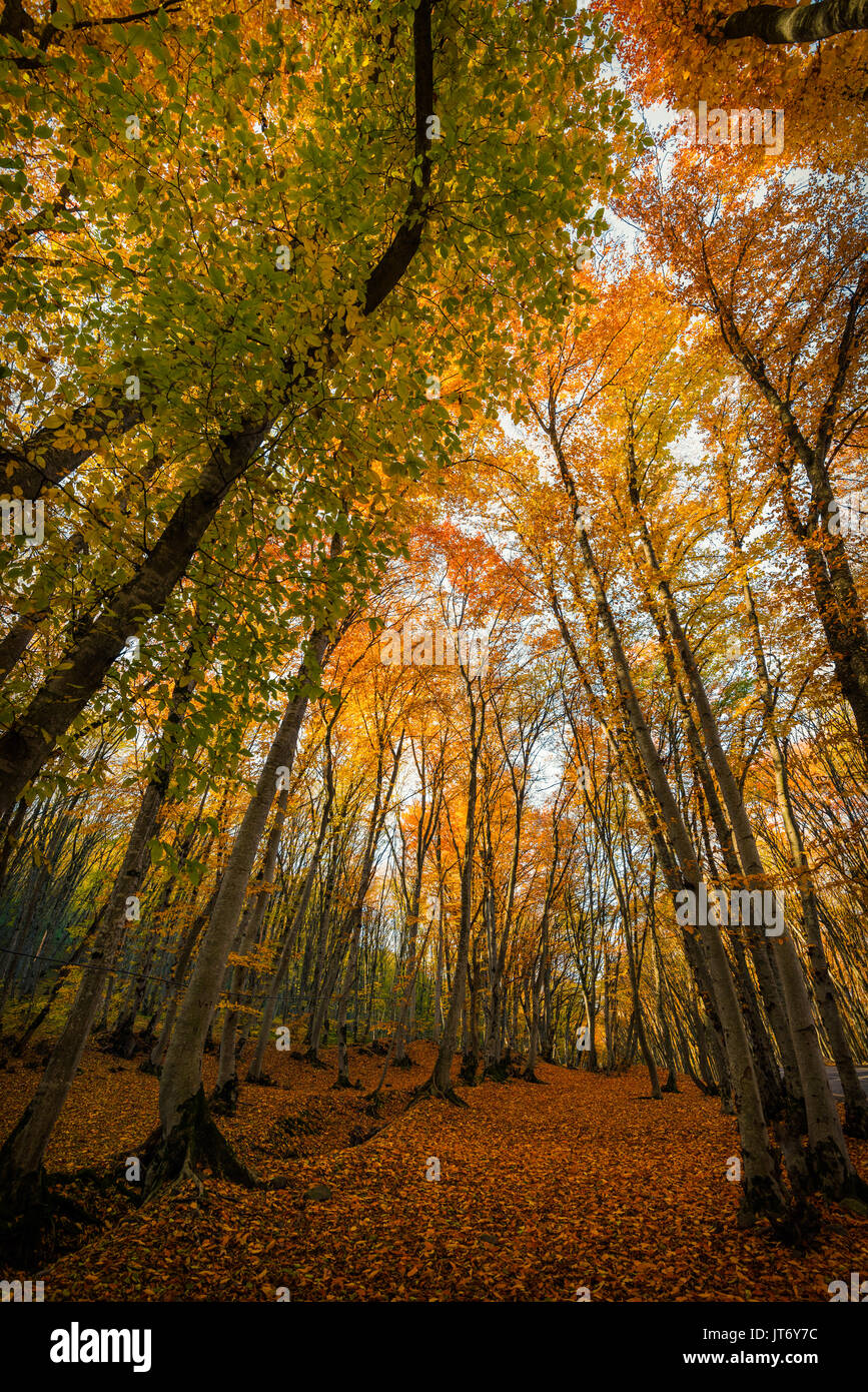 Beautiful yellow autumn forest Stock Photo - Alamy