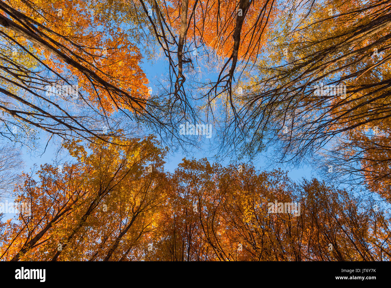 Yellow autumn forest hi-res stock photography and images - Alamy