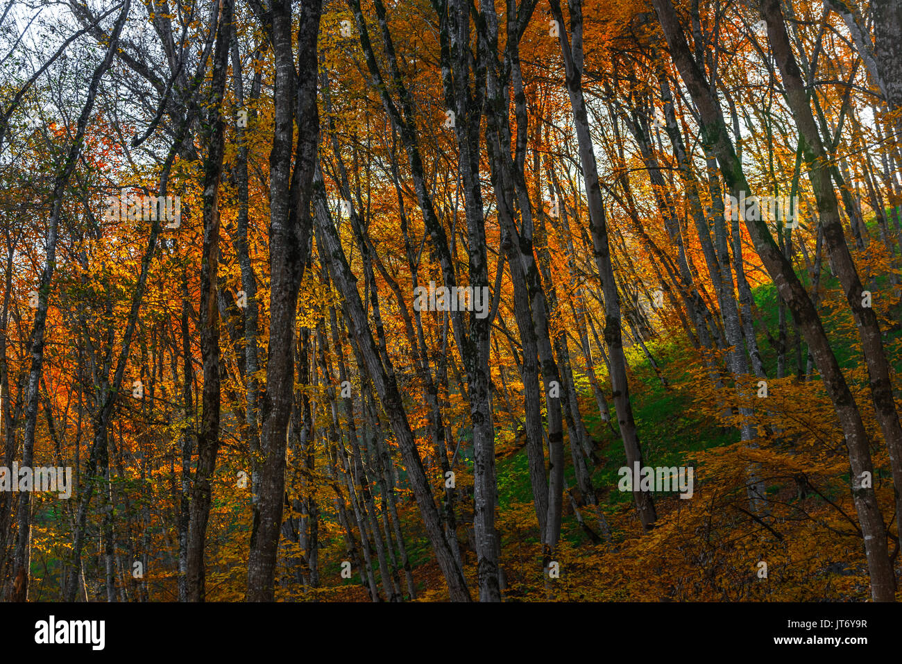 Beautiful yellow autumn forest hi-res stock photography and images - Alamy
