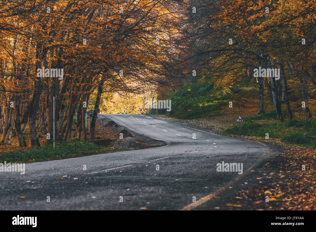 Golden autumn road in nature hi-res stock photography and images - Alamy