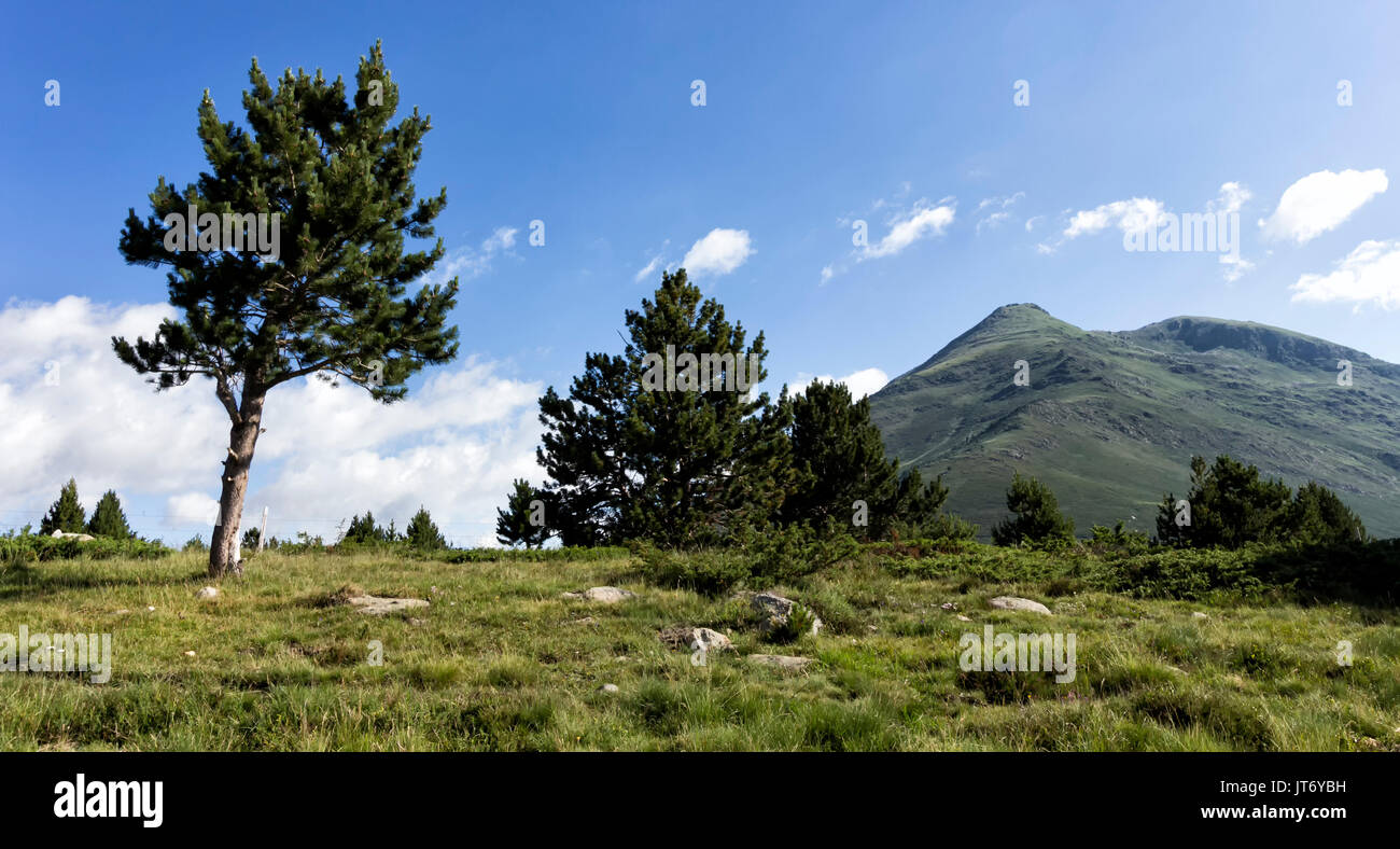 trees in pyrenees Stock Photo - Alamy