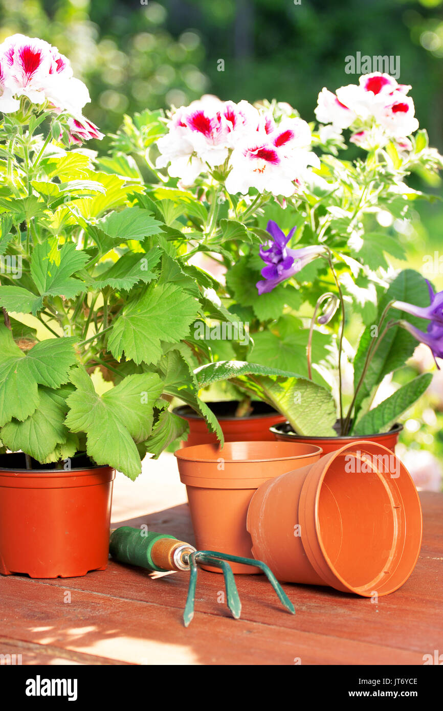 Planting time. Horizontal view of green gardening plants and flowers in ...