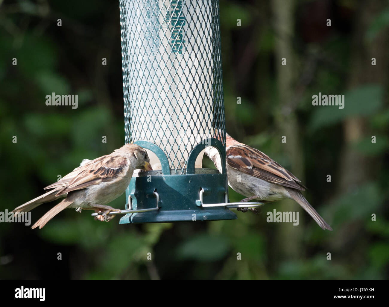 Tree sparrow on feeder hi-res stock photography and images - Alamy