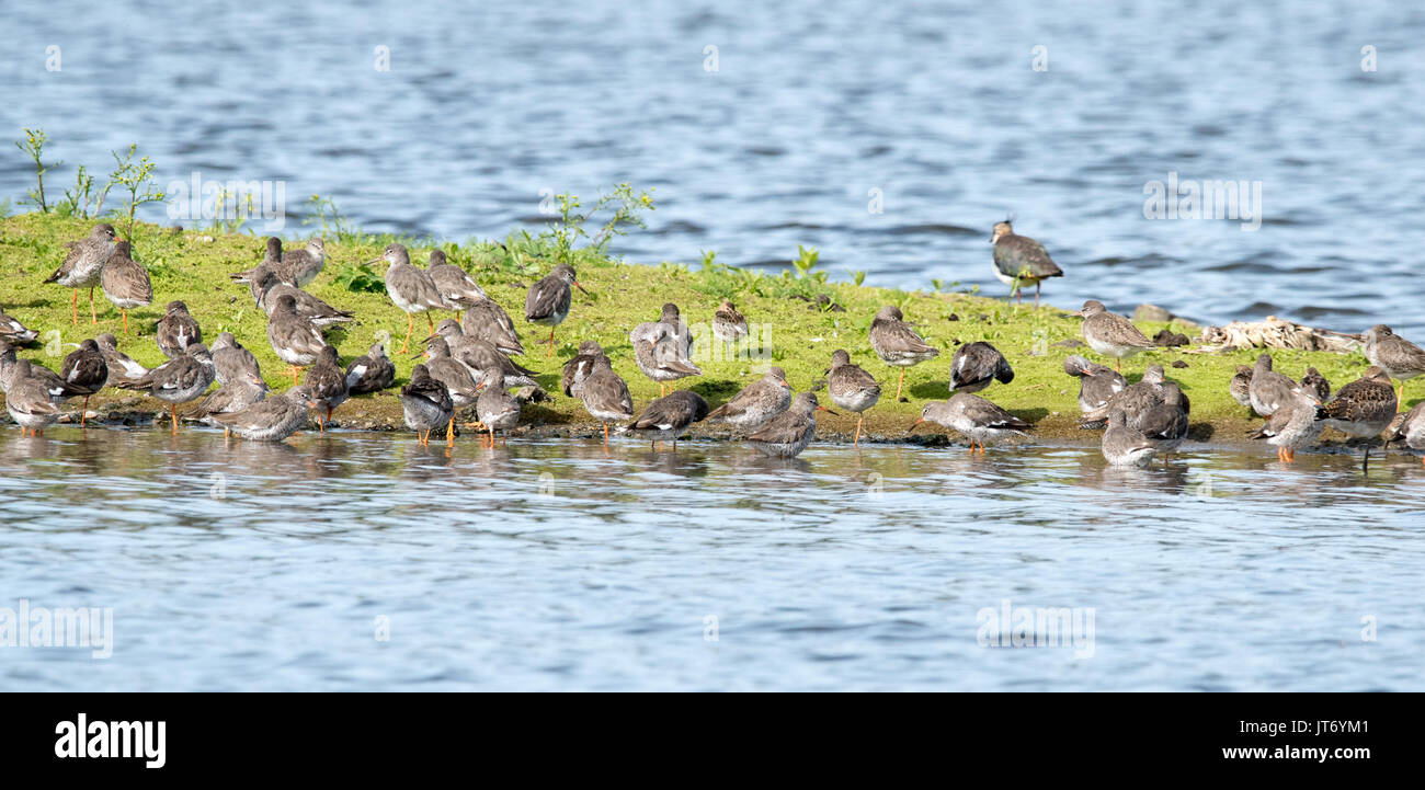 Flock of redshanks uk hi-res stock photography and images - Alamy
