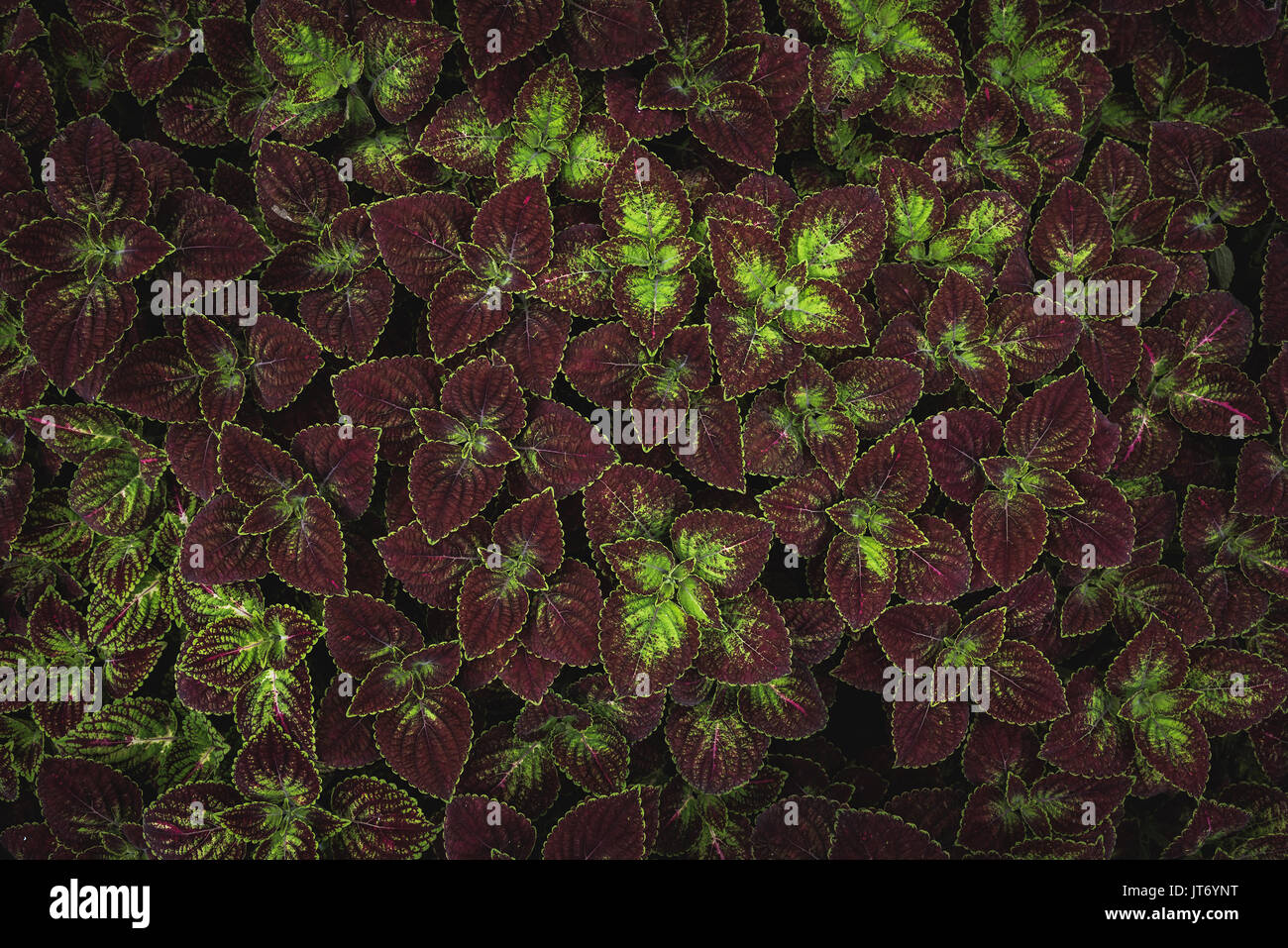 Flame and plant design hi-res stock photography and images - Alamy