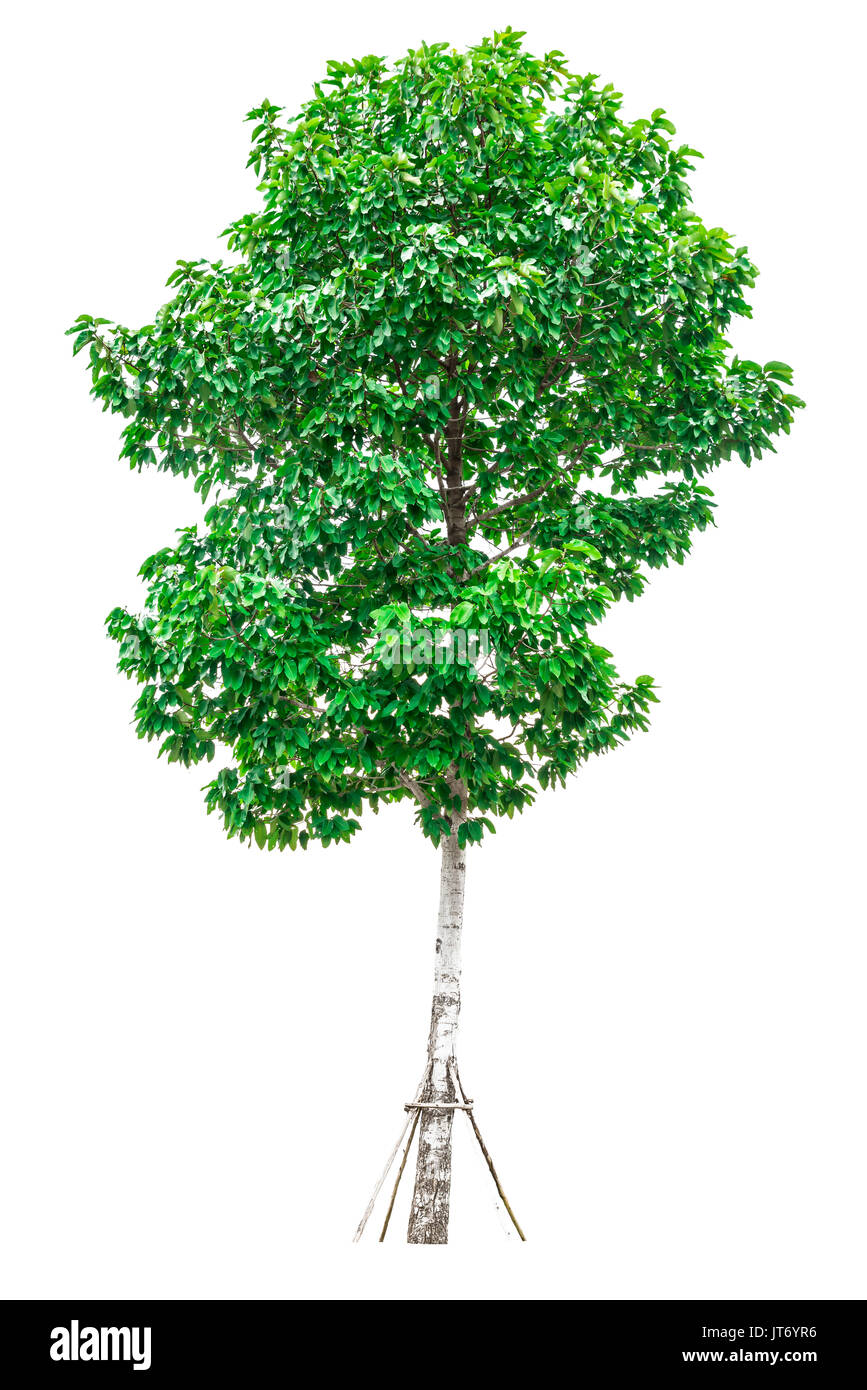 Green tree isolated on white background Stock Photo - Alamy