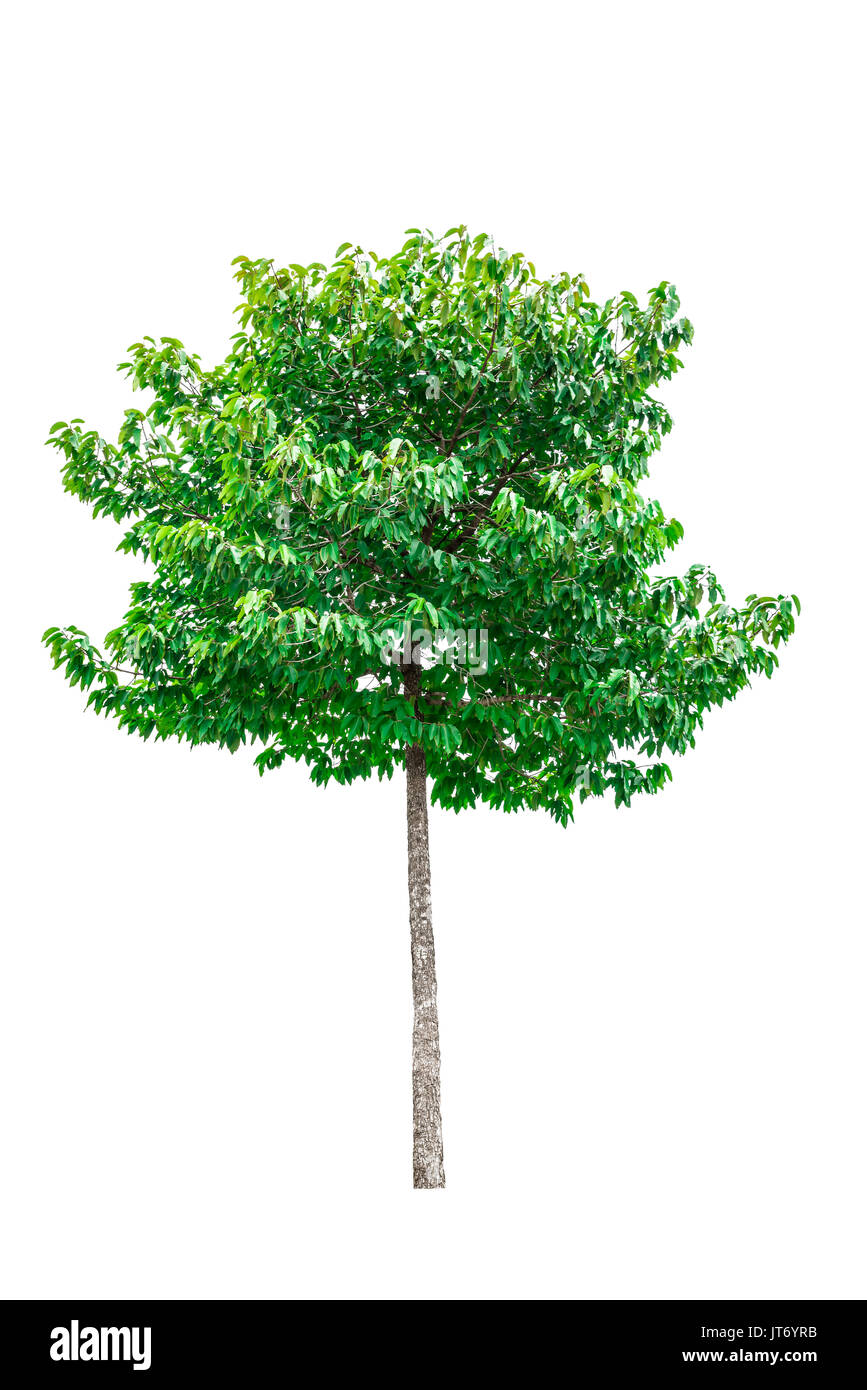 Green tree isolated on white background Stock Photo - Alamy