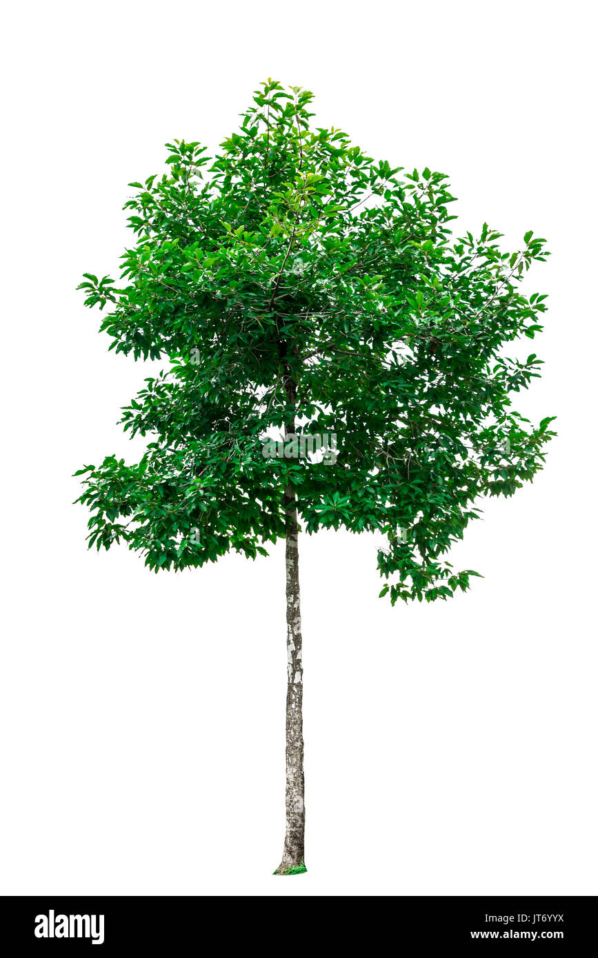 Green tree isolated on white background Stock Photo - Alamy