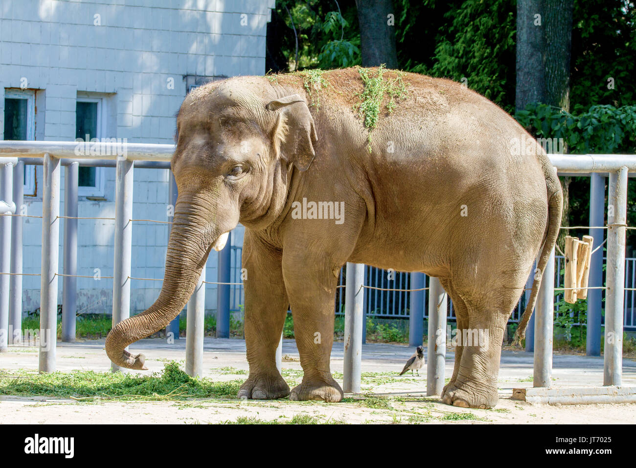 Elephant eating background hi-res stock photography and images - Alamy