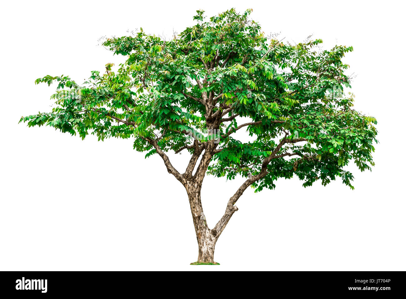 Green tree isolated on white background Stock Photo - Alamy