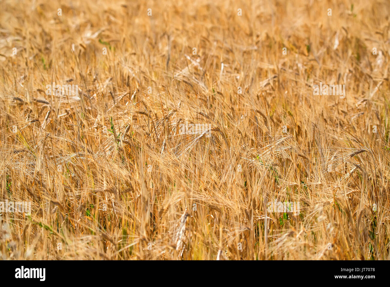 Field of ripe wheat Stock Photo - Alamy