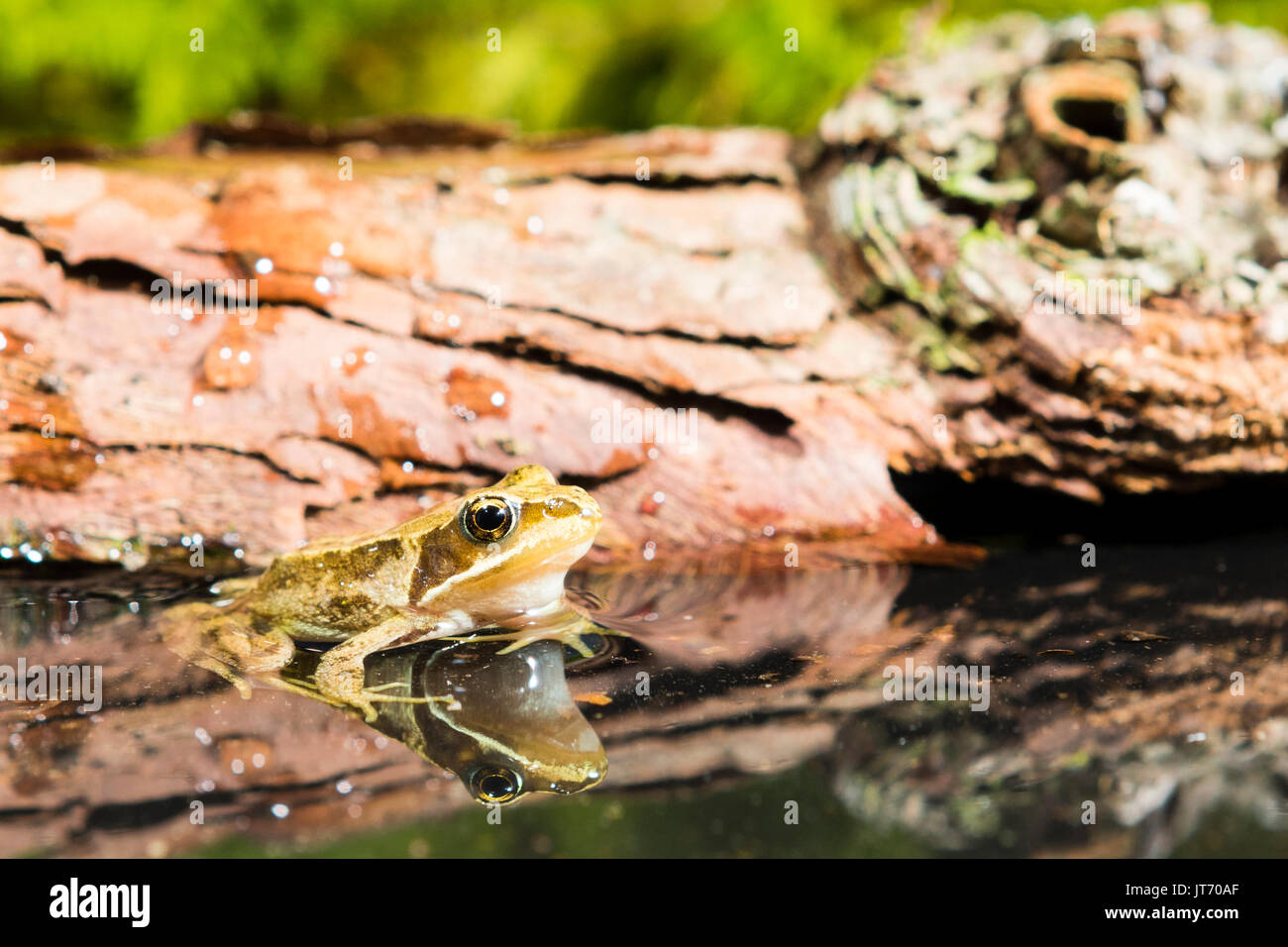 A common frog in natural surroundings (studio shot Stock Photo - Alamy