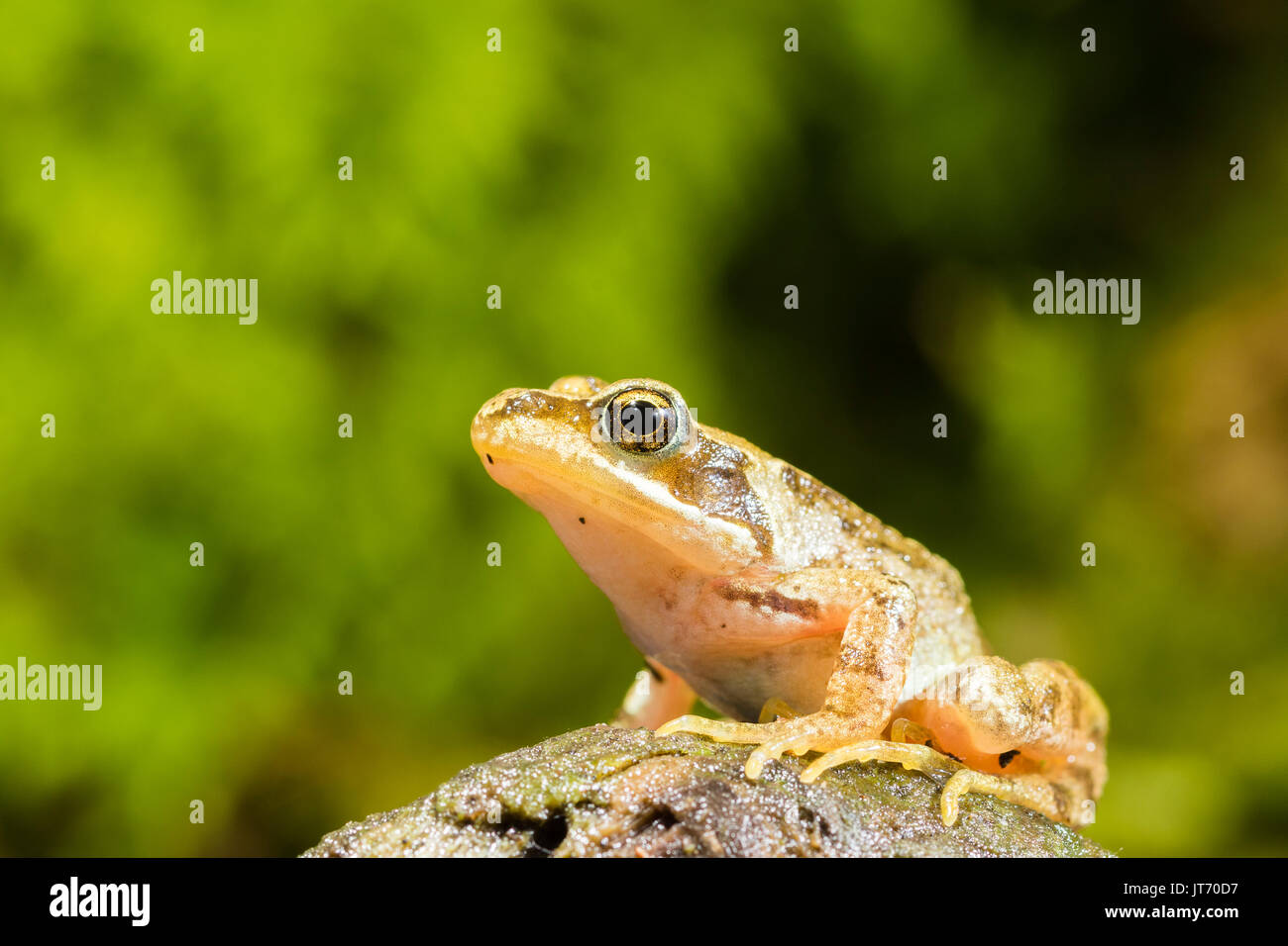 A common frog in natural surroundings (studio shot Stock Photo - Alamy