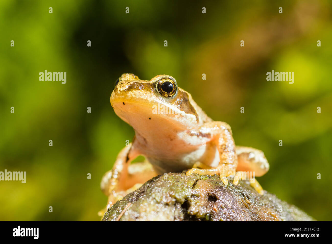 A common frog in natural surroundings (studio shot Stock Photo - Alamy