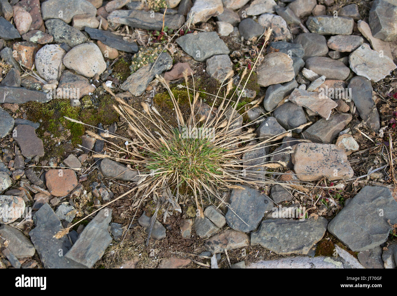 Poa alpine hi-res stock photography and images - Alamy