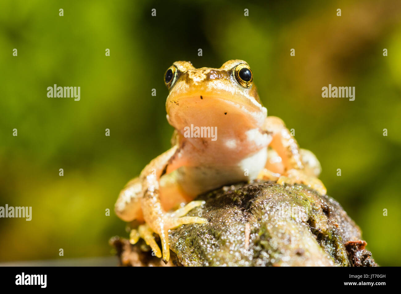 A common frog in natural surroundings (studio shot Stock Photo - Alamy