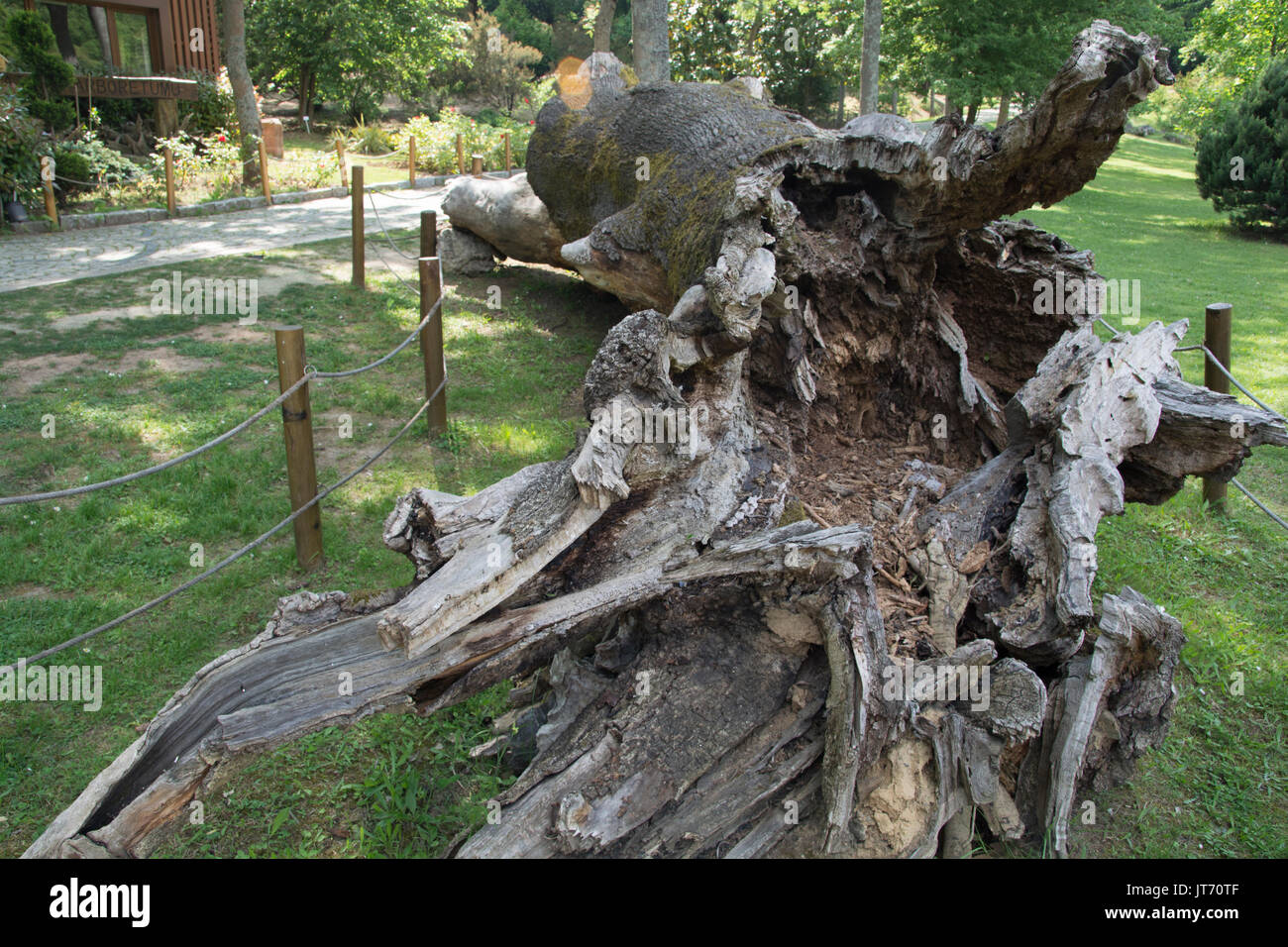 Dead Mammoth Tree. Other names of the mammoth tree are also known as ...
