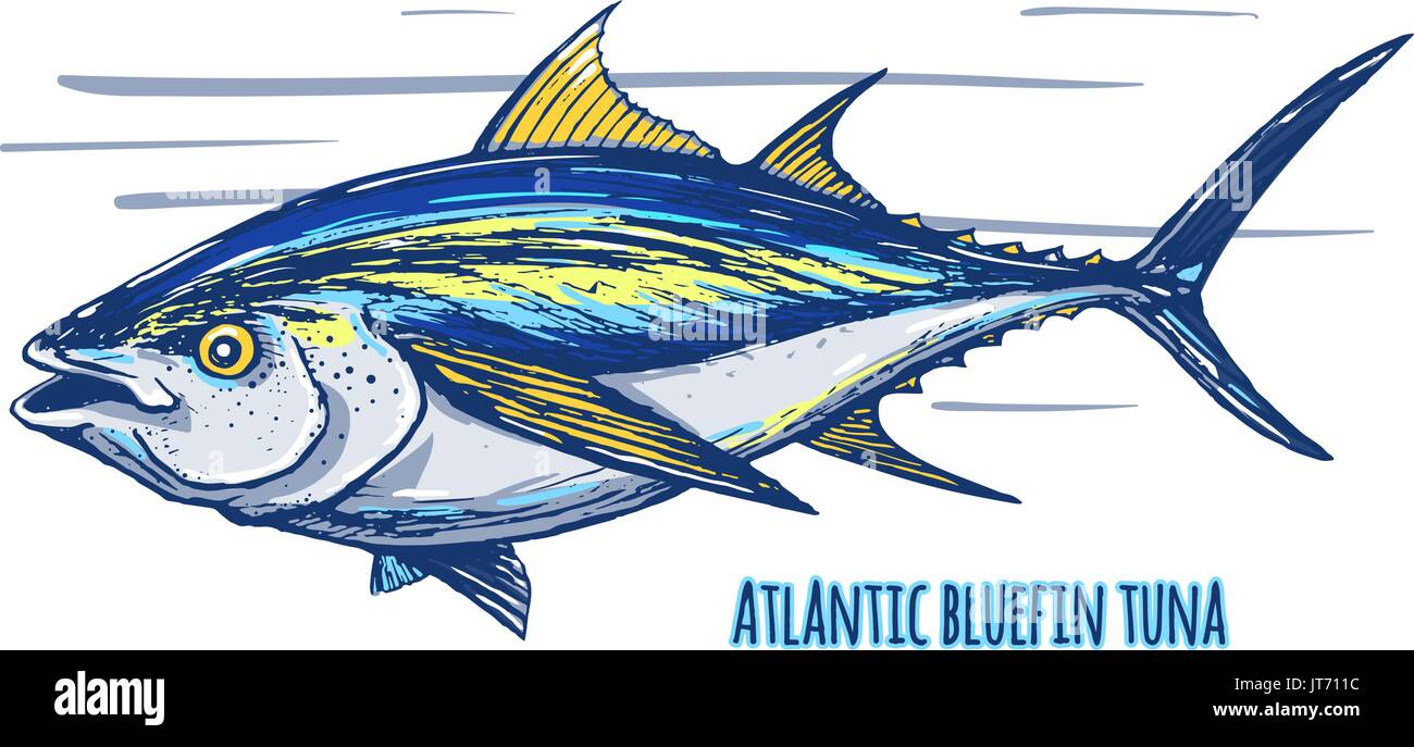 Atlantic tuna Stock Vector Image & Art - Alamy