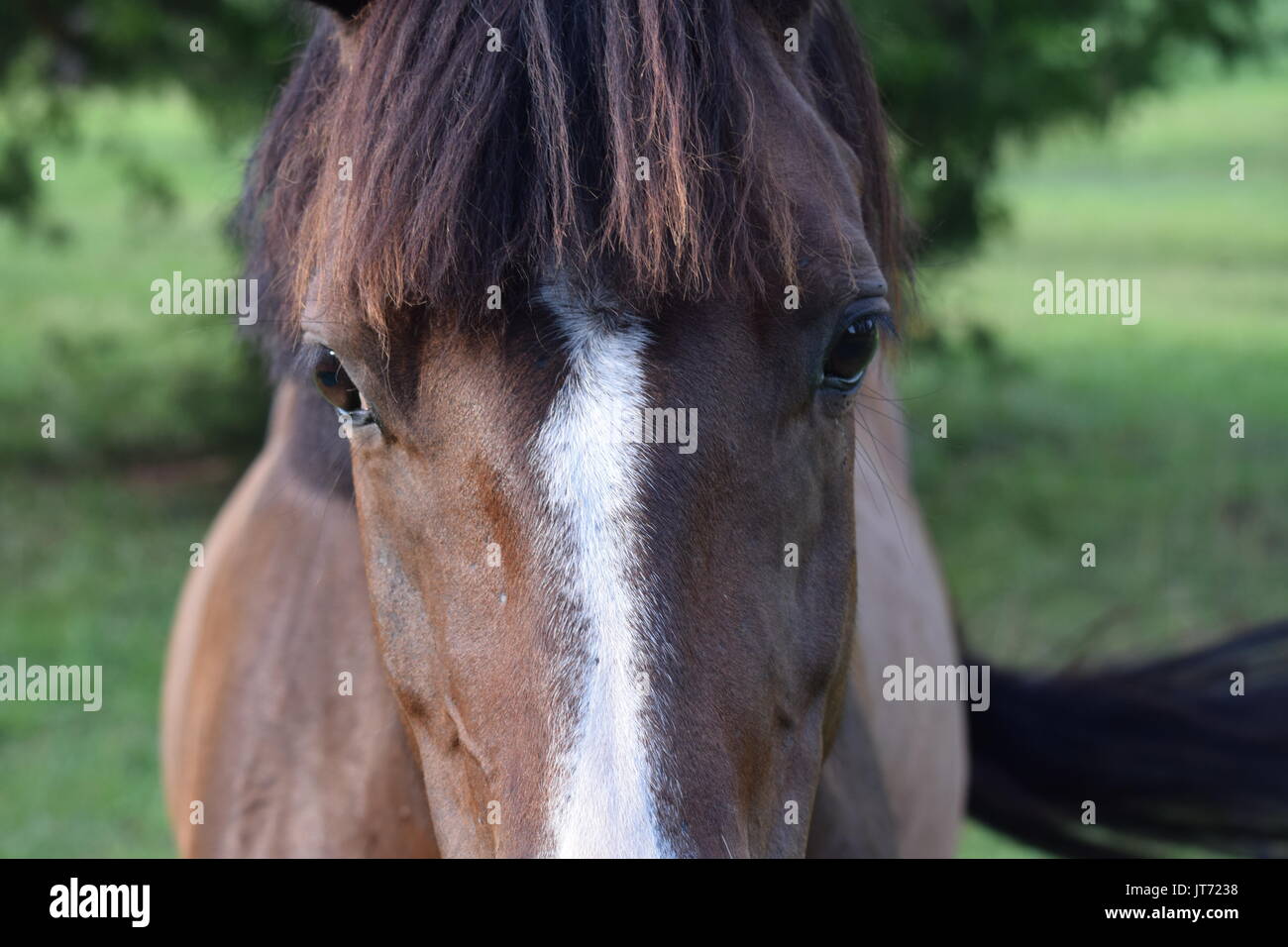 Chestnut horse portrait hi-res stock photography and images - Alamy