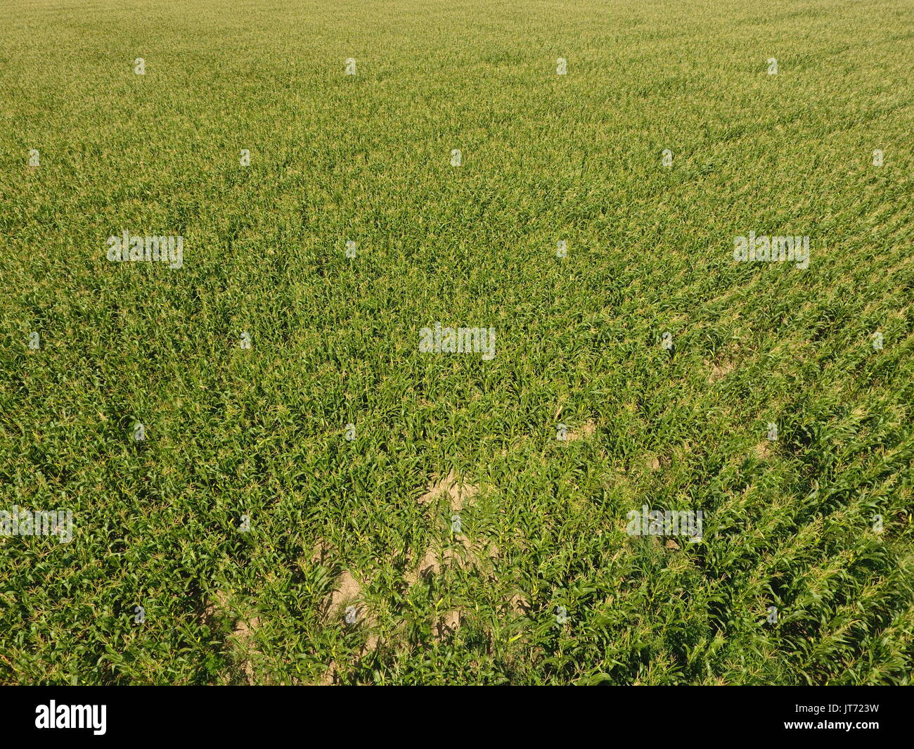 Field of corn. Green corn blooms on the field. Period of growth and ...