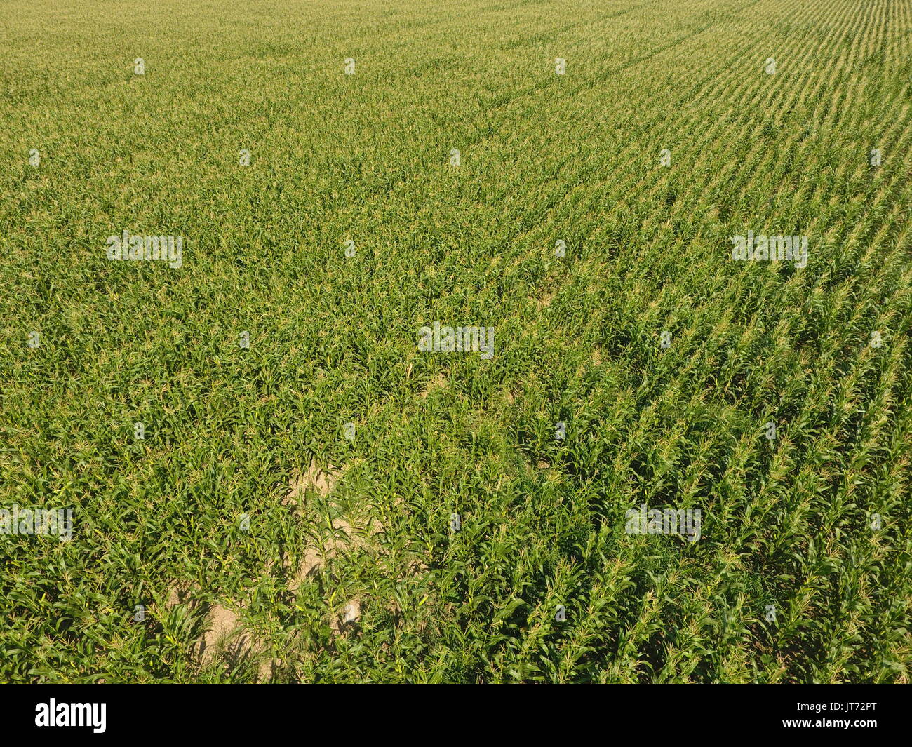 Field of corn. Green corn blooms on the field. Period of growth and ...