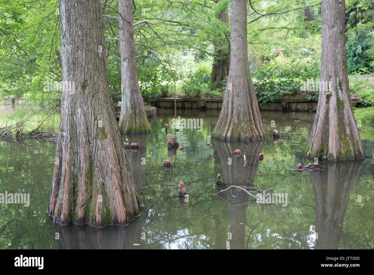 Other names of the mammoth tree are also known as Giant Sekoya ...